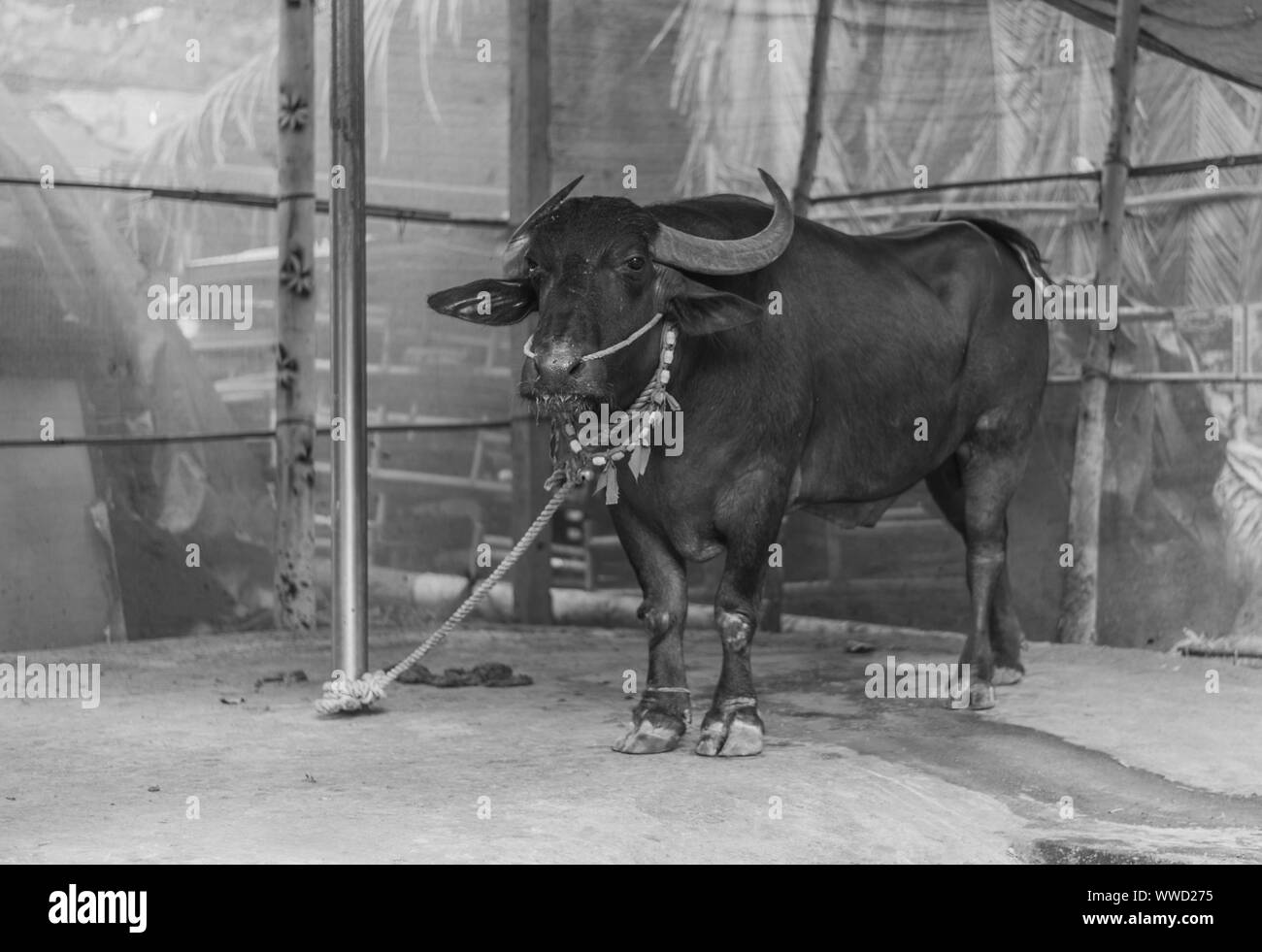 Indian bull domesticated by locals for farming and bull fights Stock ...