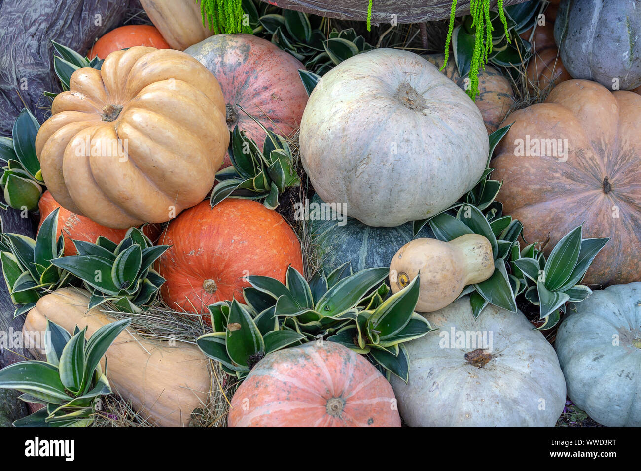 Different types of pumpkins hi-res stock photography and images - Alamy