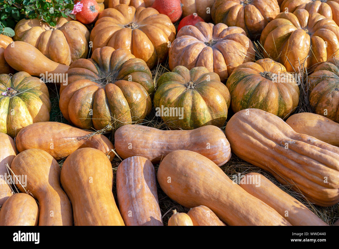 Autumn composition with different types of pumpkins Stock Photo - Alamy
