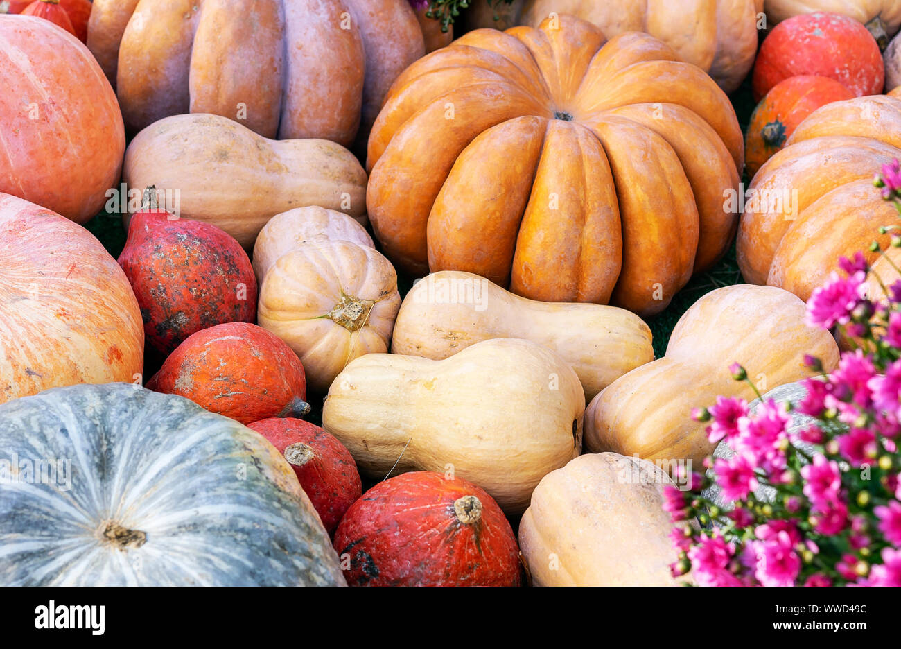 Different types of pumpkins hi-res stock photography and images - Alamy