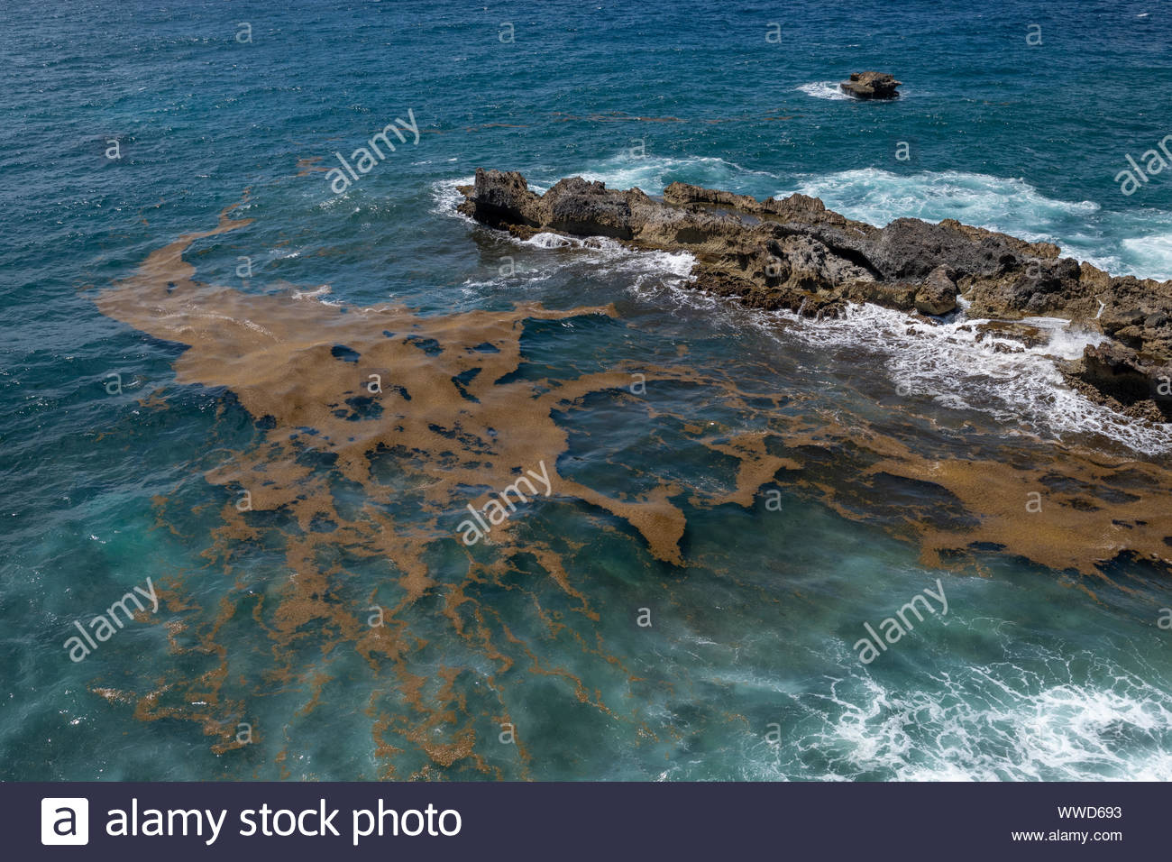 Floating Sargassum Seaweed High Resolution Stock Photography and Images ...