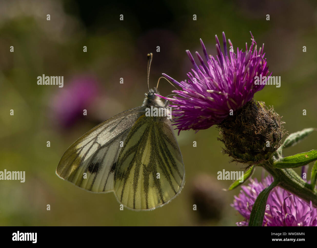 Green-veined White (Pieris napi) nectaring, Dumfries SW Scotland Stock ...