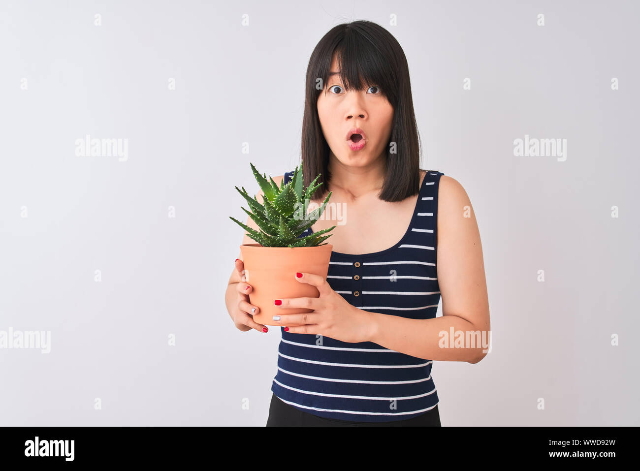 Young beautiful Chinese woman holding cactus pot over isolated white ...