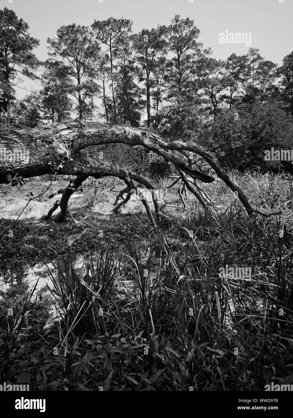 The Woodlands TX USA - 03-26-2019 - Fallen Dead Tree in Swamp Stock ...