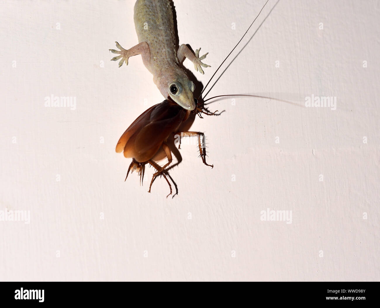 gecko capturing a cockroach Stock Photo - Alamy
