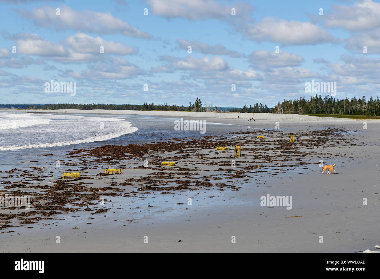 Damaged lobster cages strewn along beach after being ripped form seabed ...