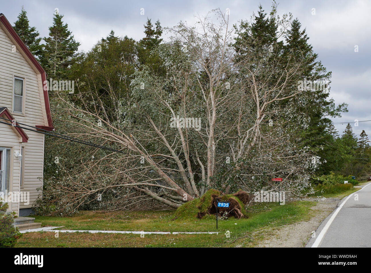 Tree downed on power lines by Hurricane Dorian Cherry Hill, Nova Scotia ...