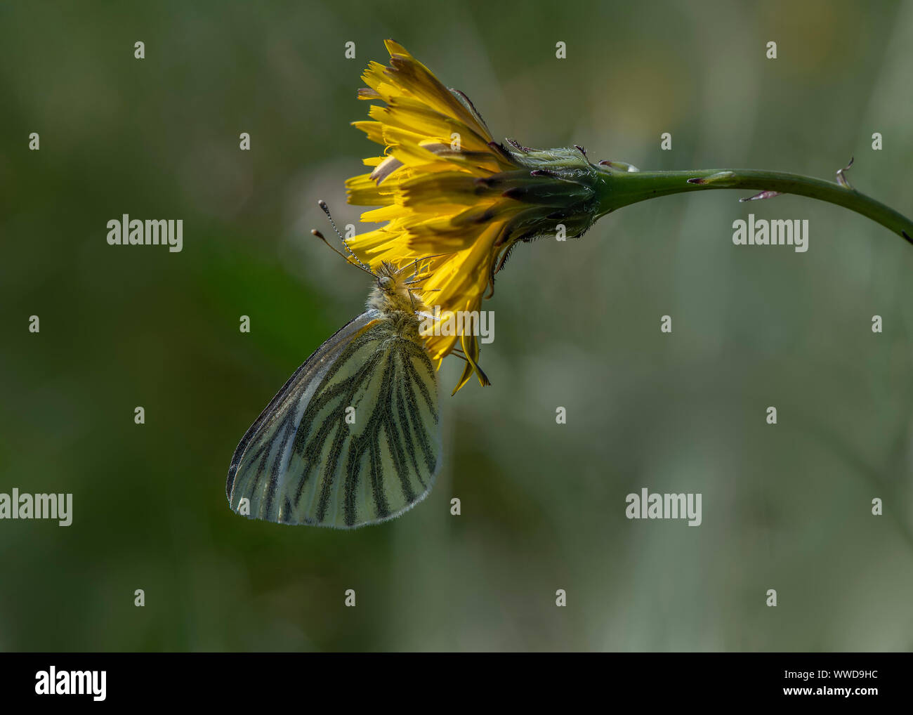 Green-veined White (Pieris napi) nectaring, Dumfries SW Scotland Stock ...