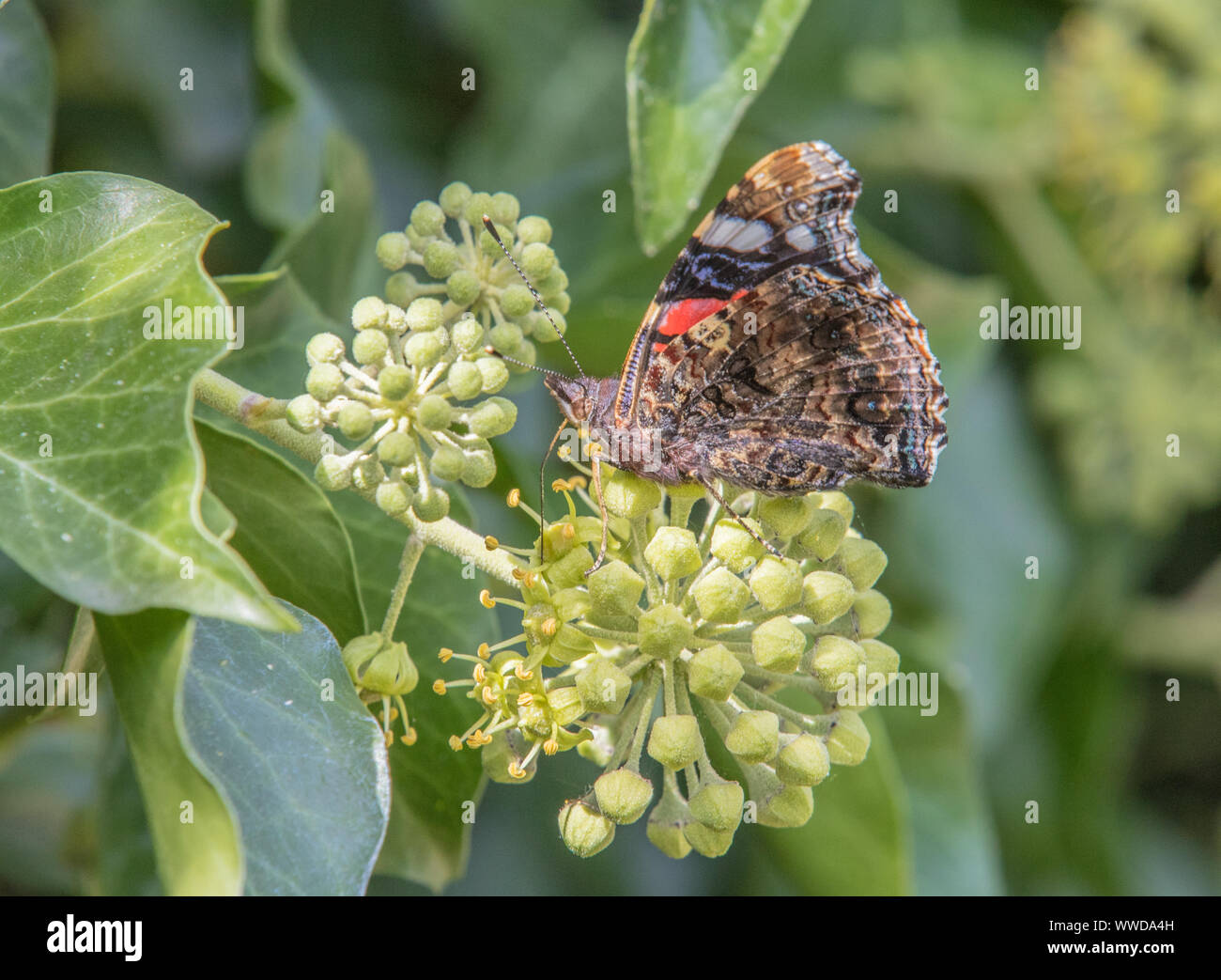 Red Admiral Butterfly, perched on a hedge in the sunshine, late summer ...