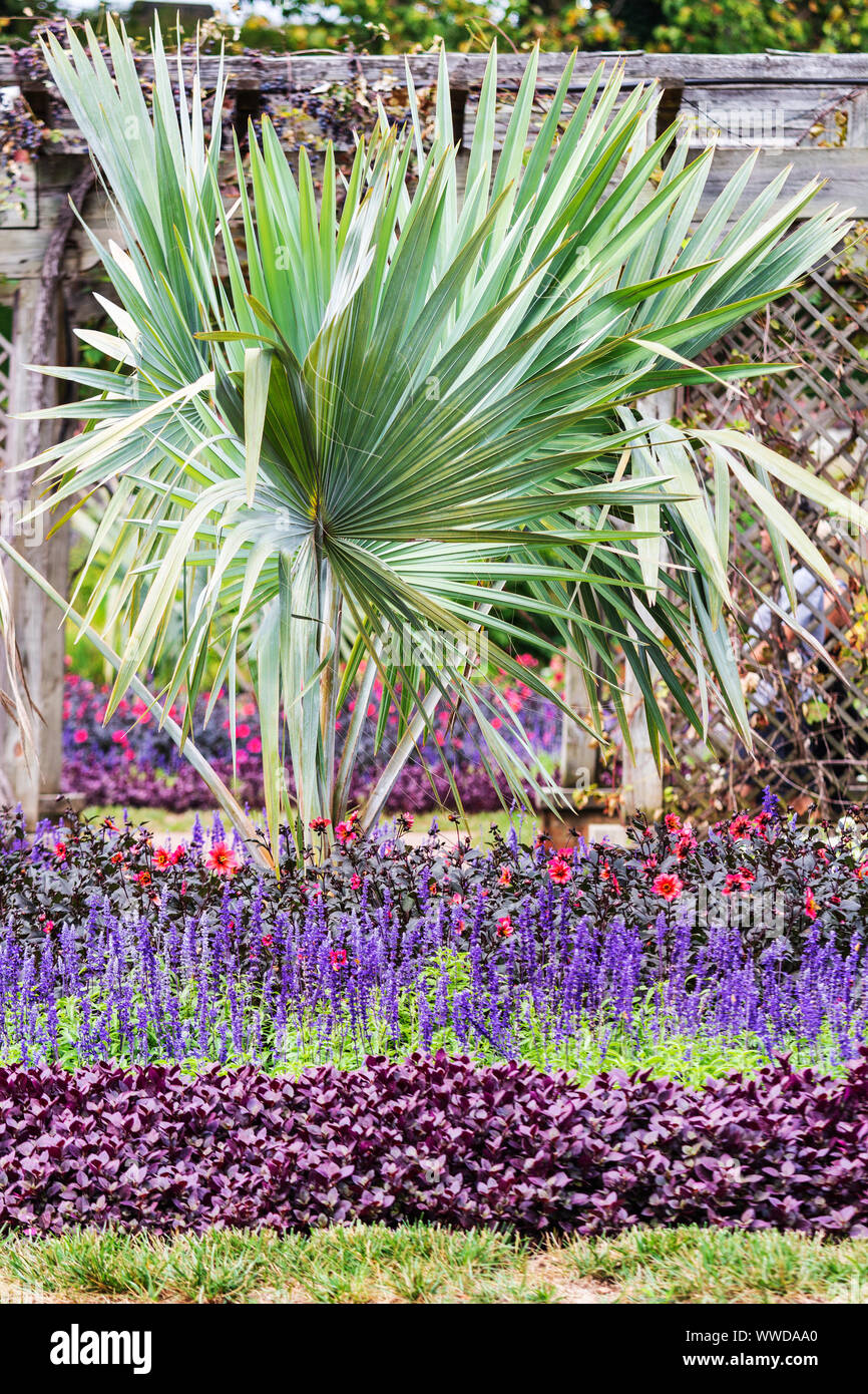 A palm tree with spiky narrow leaves adds a contrast of lines to the ...