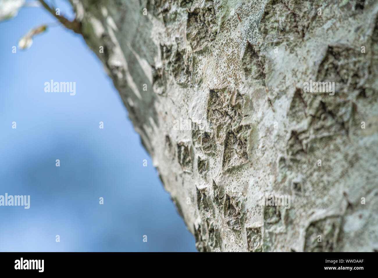 Greyish tree bark of White Poplar / Populus alba, a species favouring ...