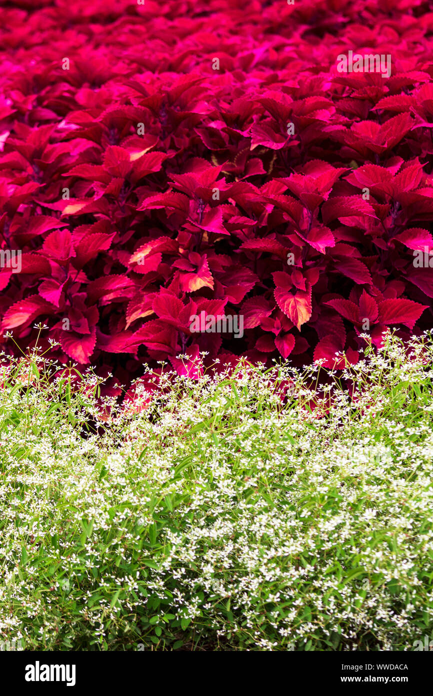 Coleus shade garden hi-res stock photography and images - Alamy