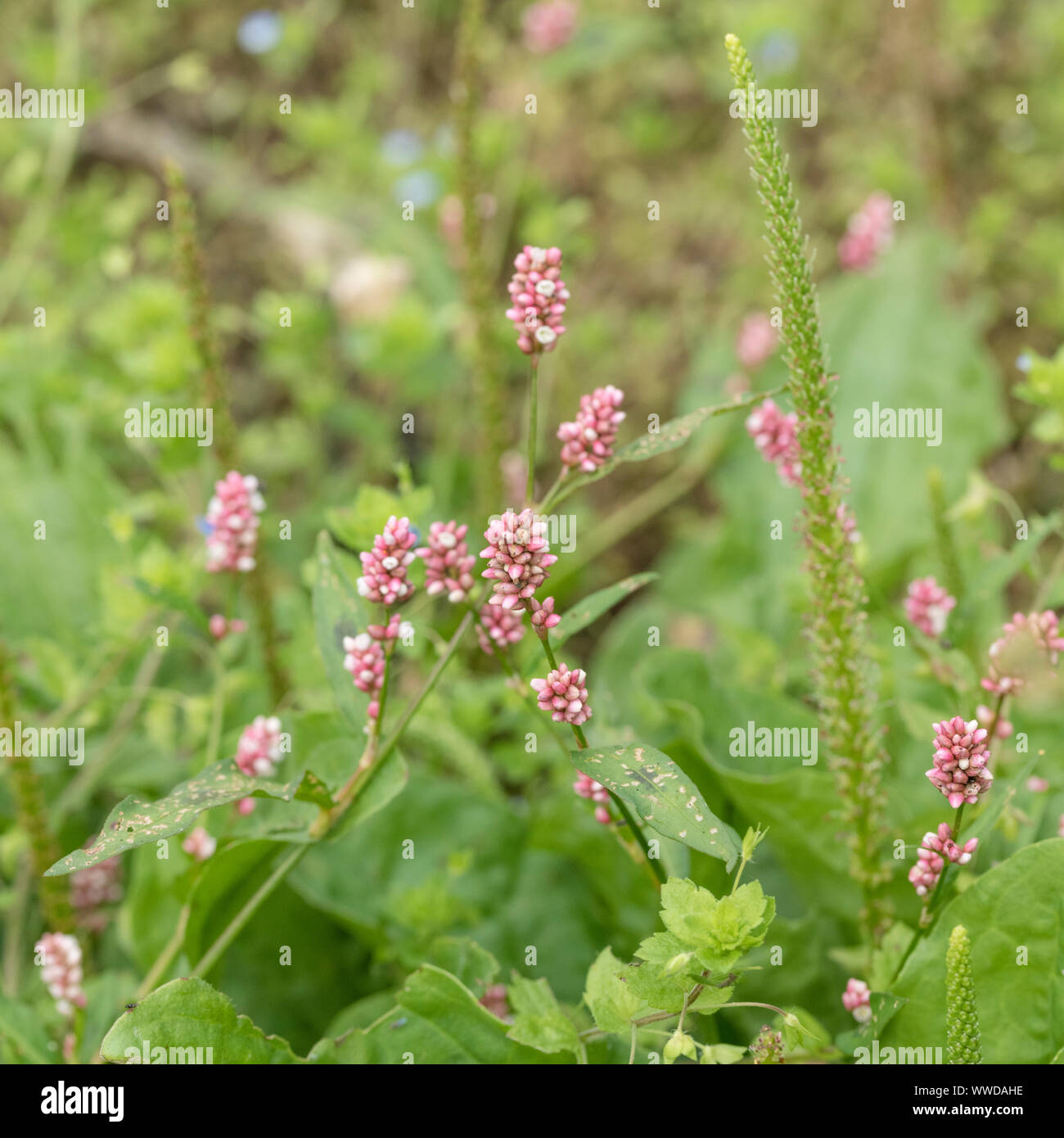 Pink clustered flowers of Redshank / Polygonum periscaria syn ...