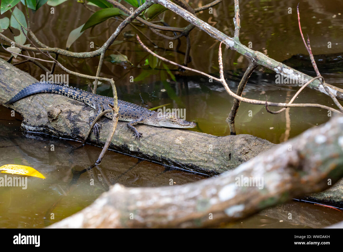 Crocodile camouflaged on an old half submerged tree trunk sunning ...
