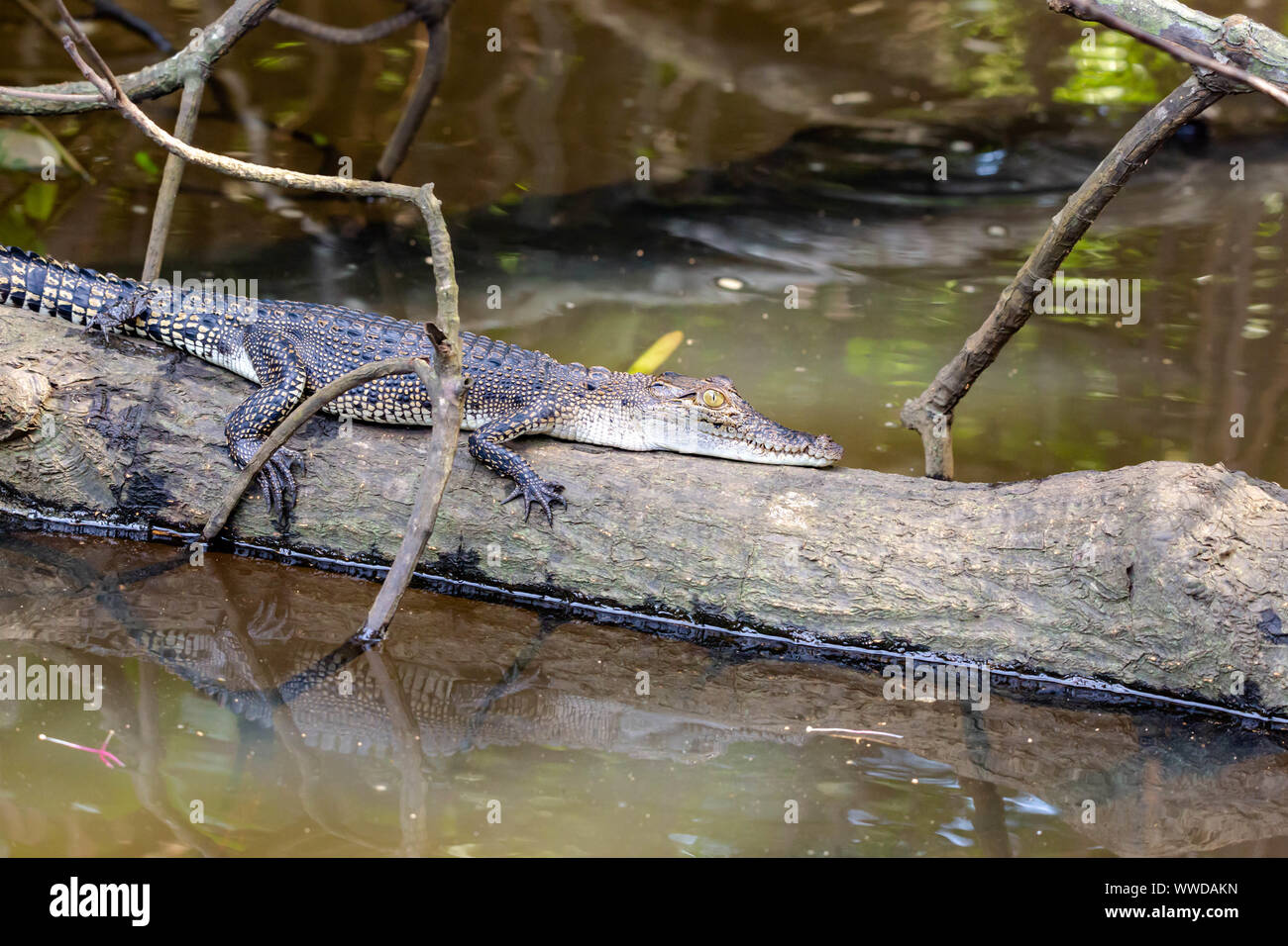 Crocodile sunning itself on a tree trunk half submerged in tranquil ...