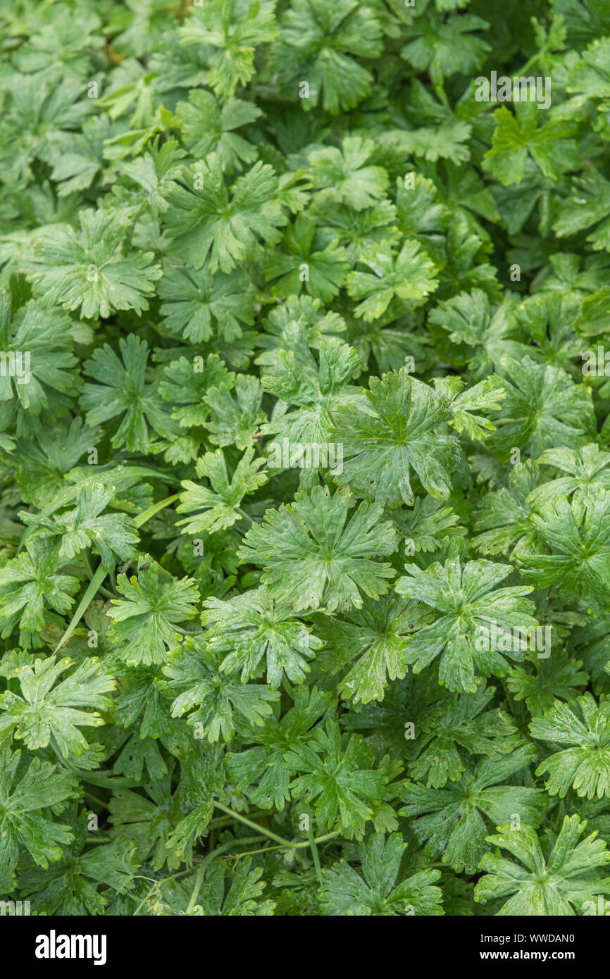Geranium weeds field hi-res stock photography and images - Alamy