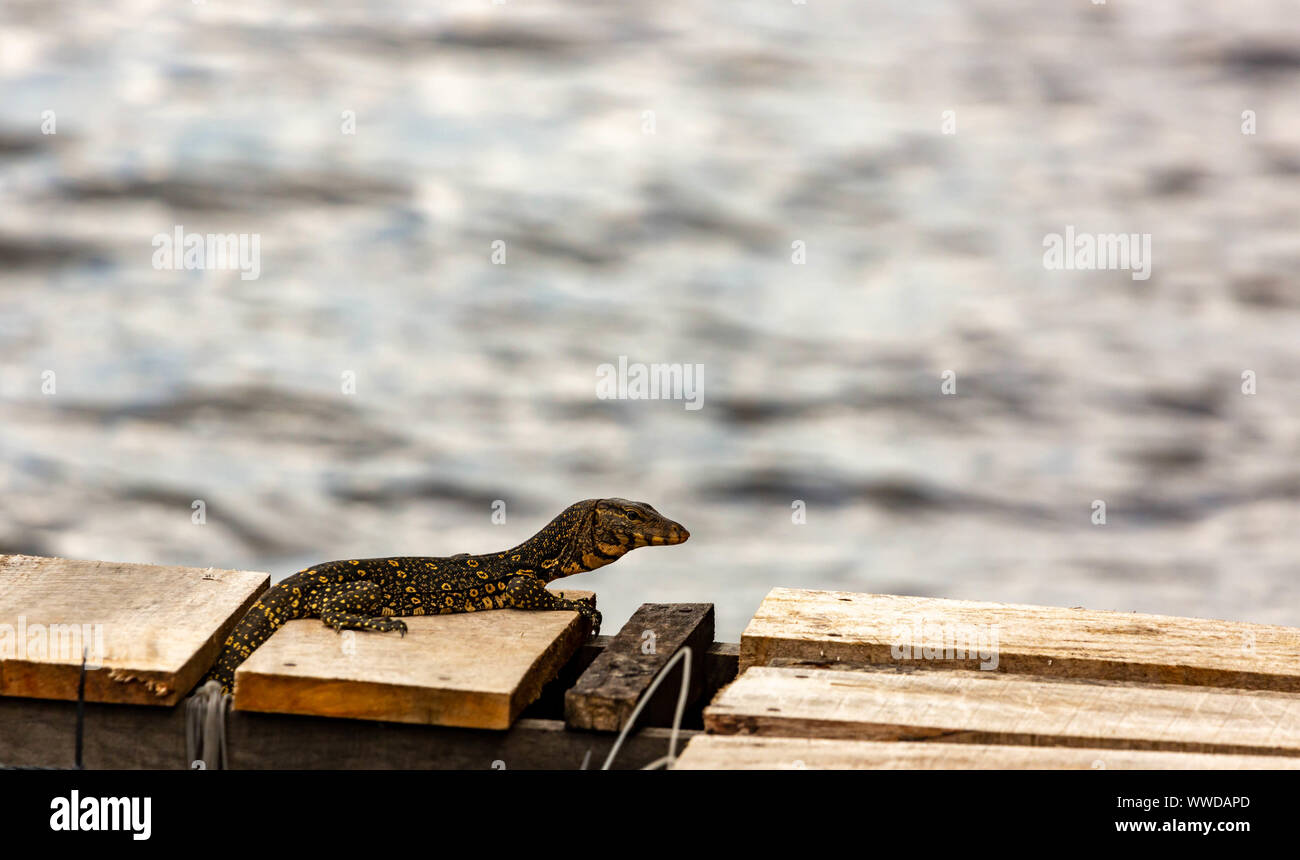 Monitor lizard view hi-res stock photography and images - Alamy