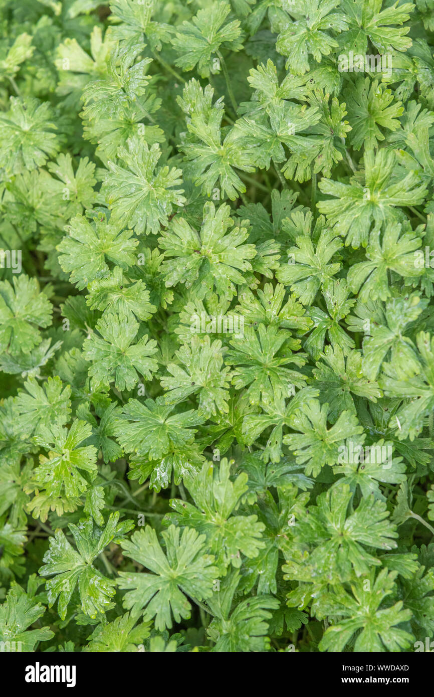 Leaves of Dove's-foot Crane's-bill / Dovefoot Geranium / Geranium molle ...