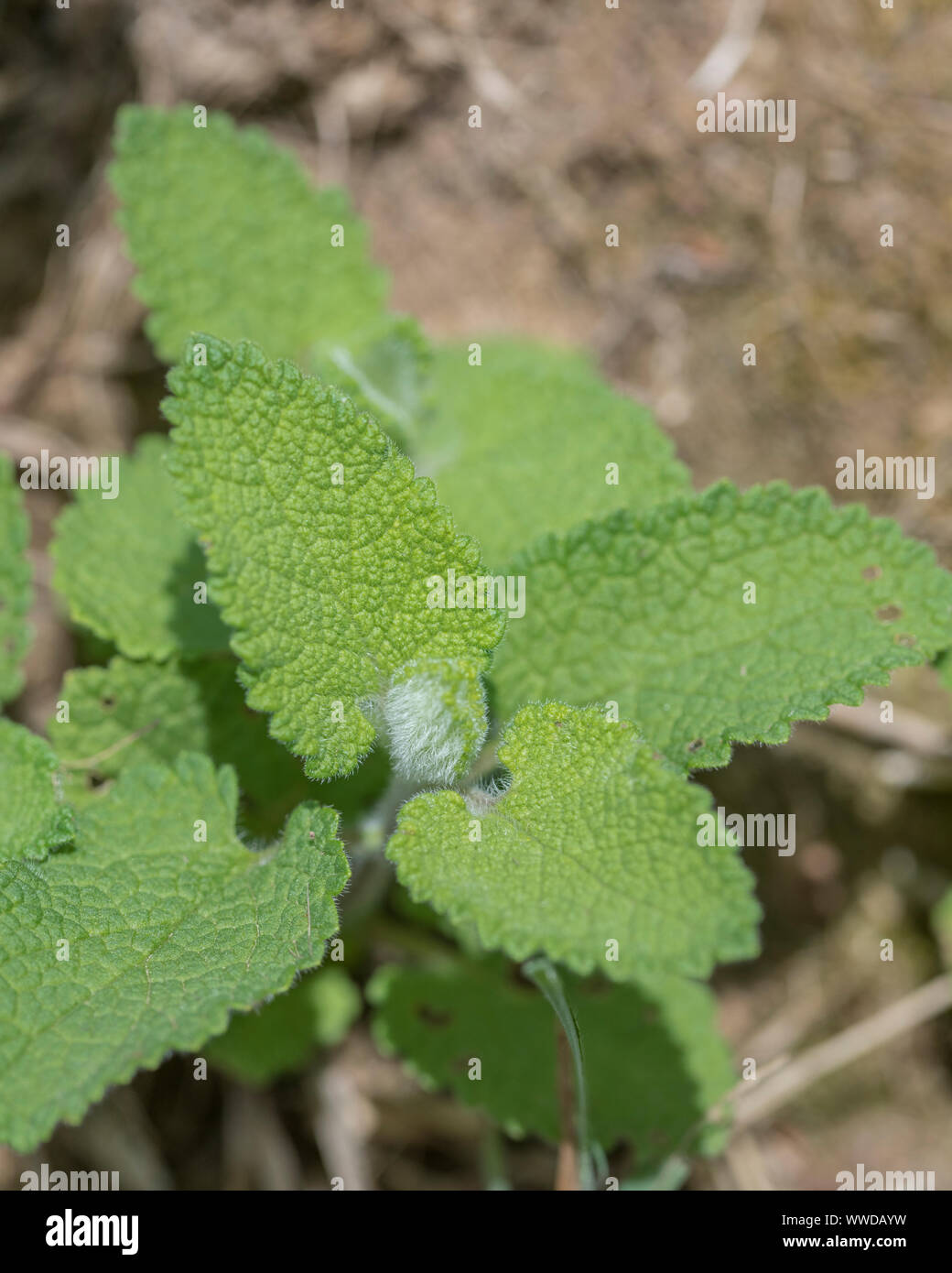 Macro close-up of young green Wood Sage / Teucrium scorodonia leaves ...