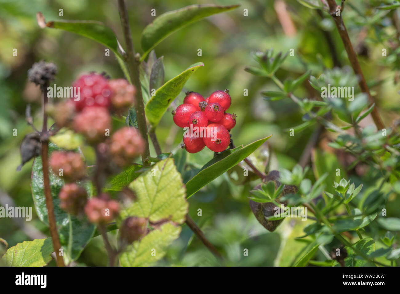 Macro close-up shot berries of Wild Honeysuckle / Lonicera periclymenum ...