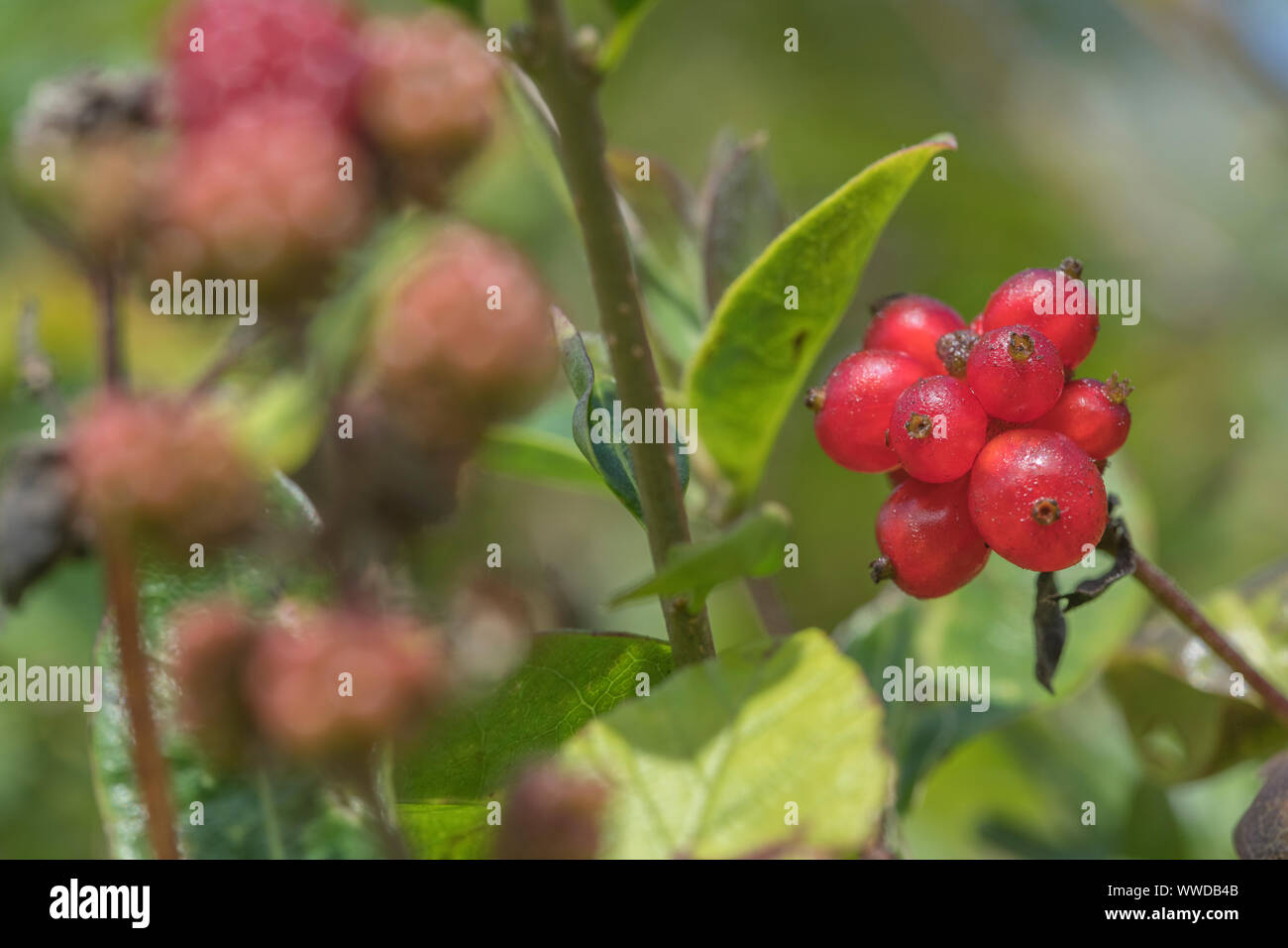 Macro close-up shot berries of Wild Honeysuckle / Lonicera periclymenum ...