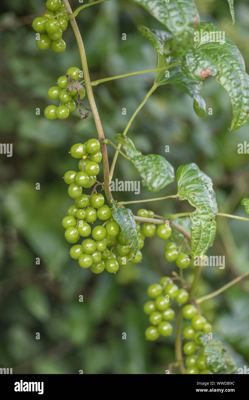 Black bryony tamus communis hi-res stock photography and images - Alamy