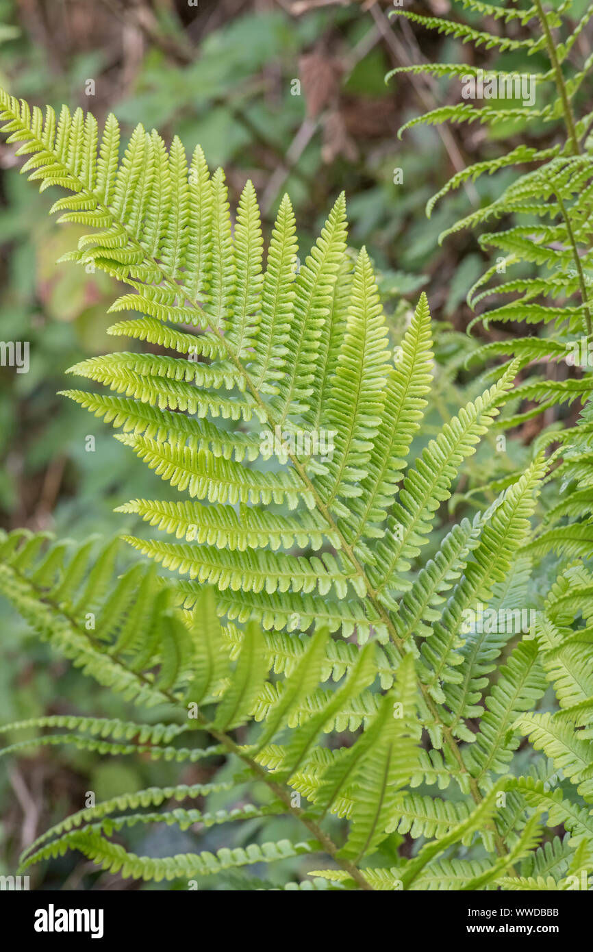 Single fern frond leaf in Cornish hedgerow Stock Photo - Alamy