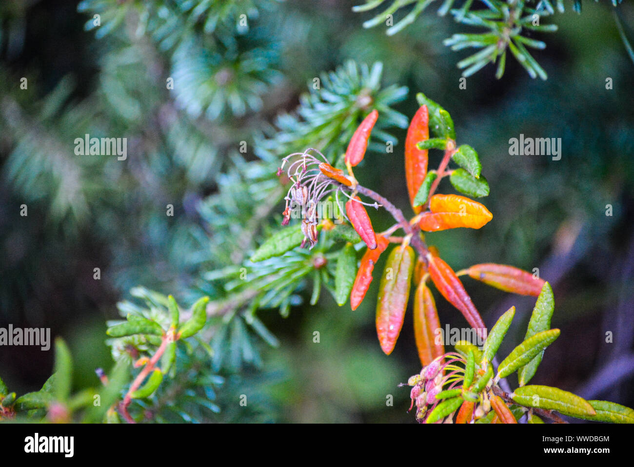 fire weed in national park Stock Photo - Alamy
