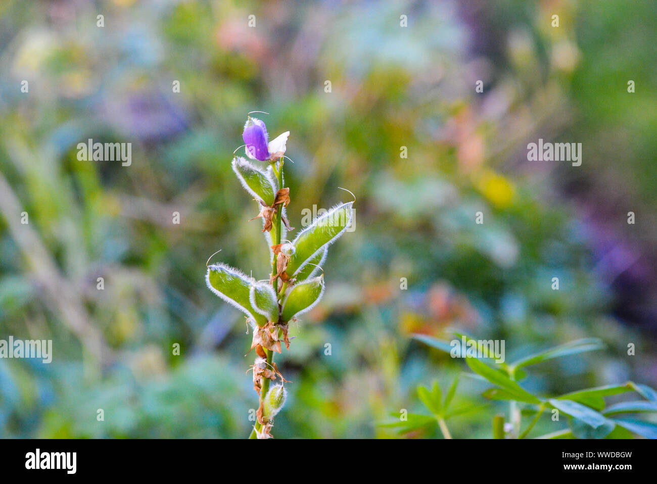fire weed in national park Stock Photo - Alamy