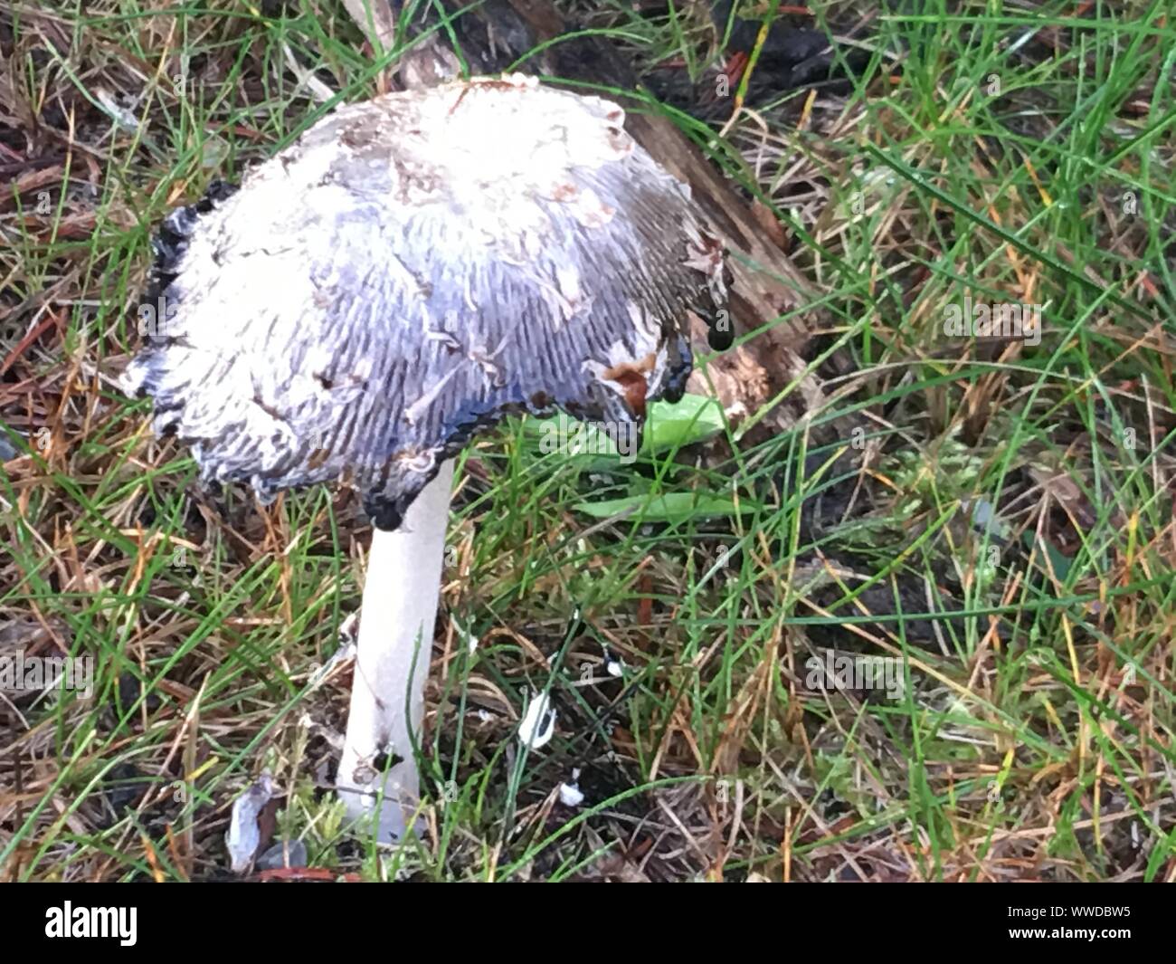 Fire weed hi-res stock photography and images - Alamy