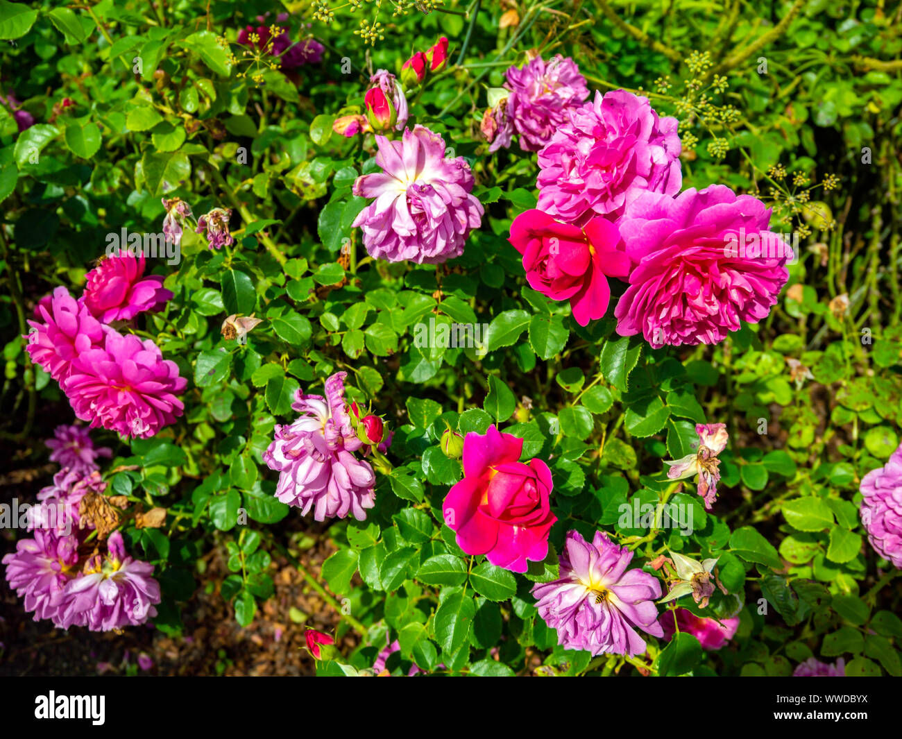 Princess anne in hi-res stock photography and images - Alamy