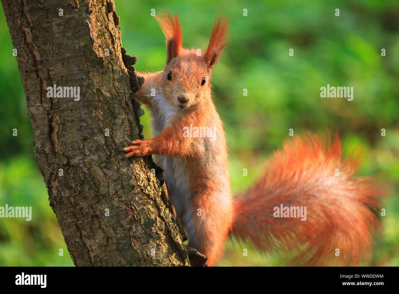 Furry squirrel is sitting on the tree in spring City Park Stock Photo ...