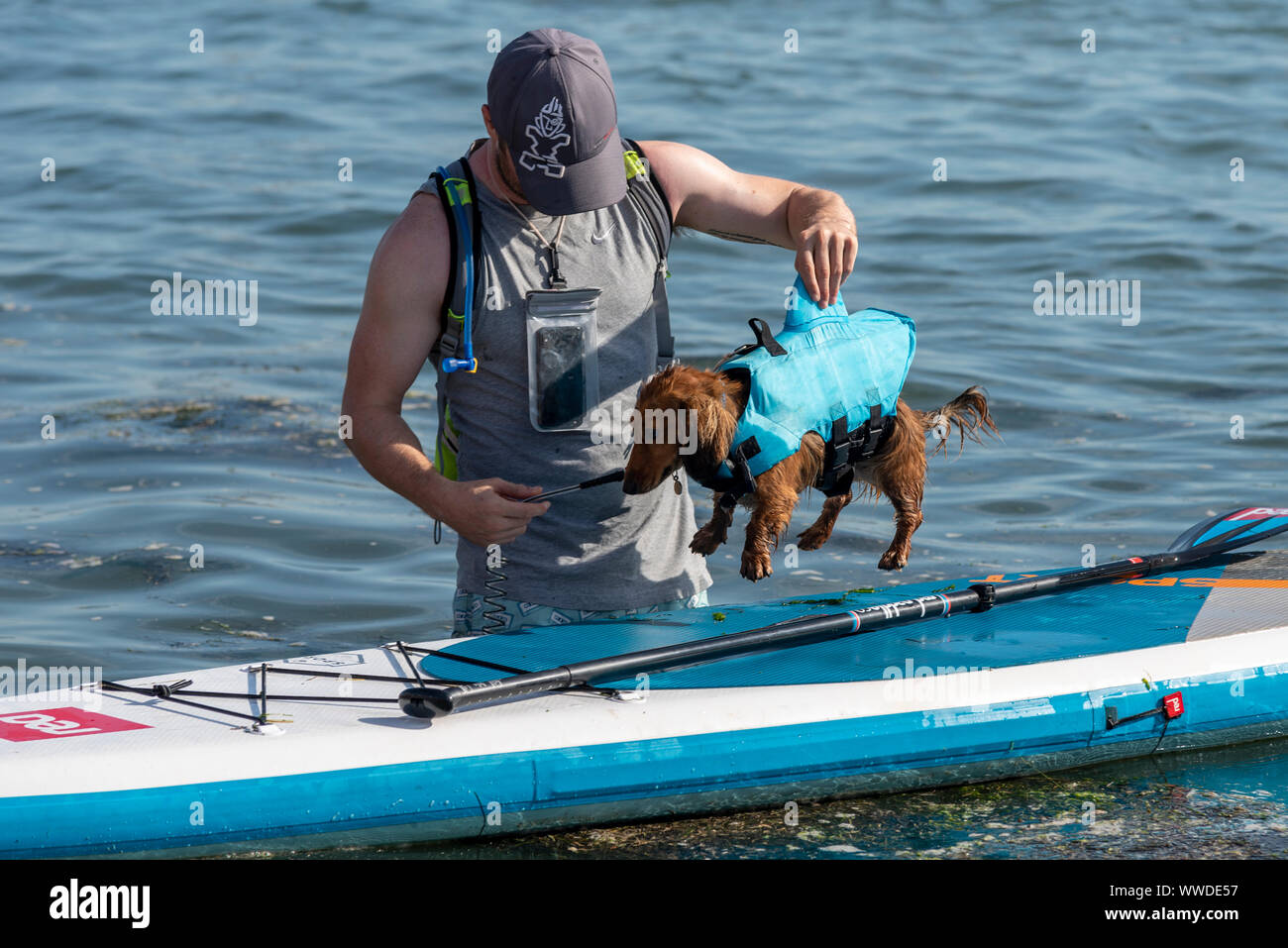 Dachshund sausage dog on a paddle board surfboard, wearing a shark fin ...