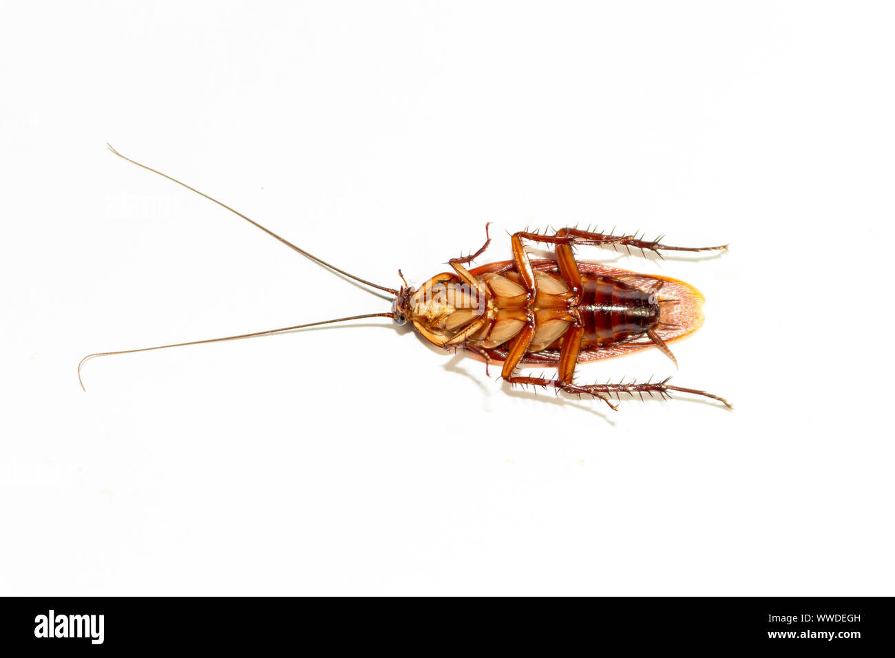 One cockroach dies on a white background Stock Photo - Alamy