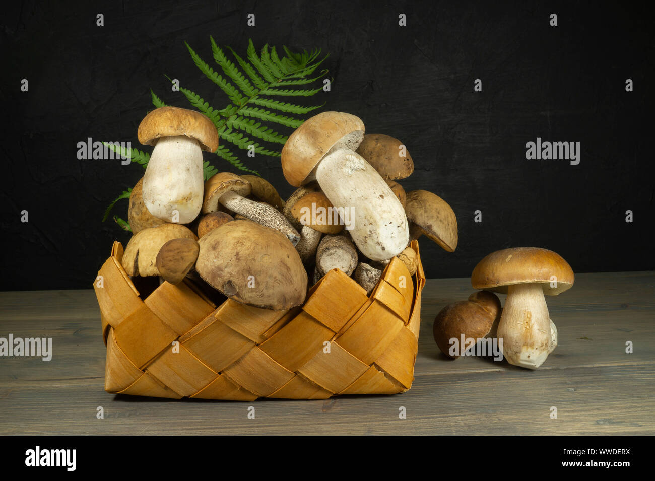 Woven container of small fresh edible Boletus mushrooms or Ceps on a ...