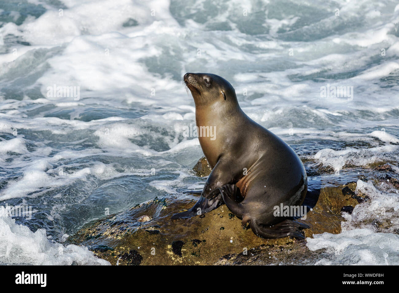 Californian Sea Lion High Resolution Stock Photography and Images - Alamy