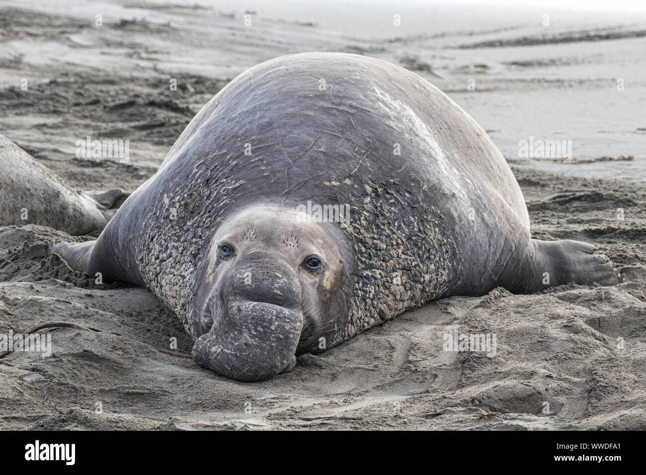Northern Elephant Seal Stock Photo - Alamy