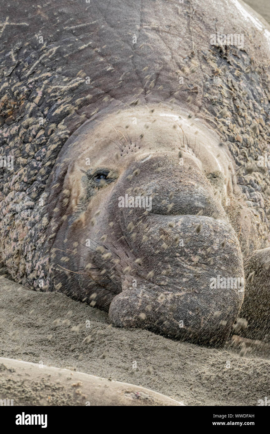 Northern Elephant Seal Stock Photo - Alamy