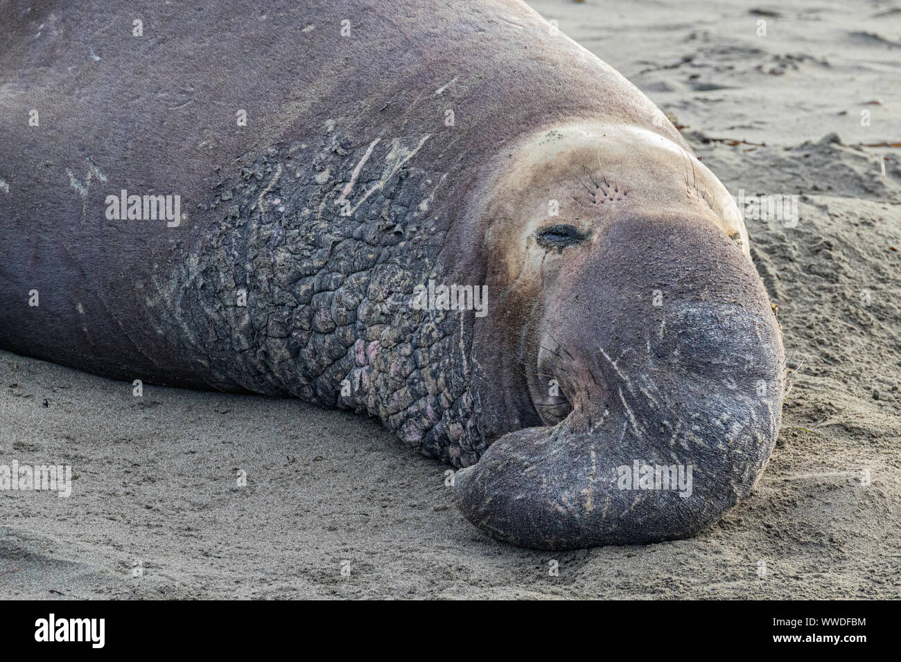 Northern Elephant Seal Stock Photo - Alamy