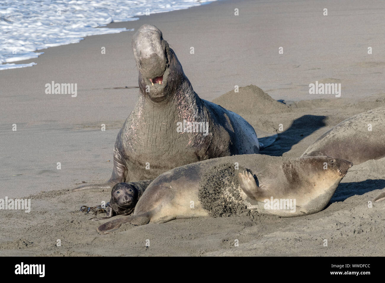 Northern elephant seal male female hi-res stock photography and images ...