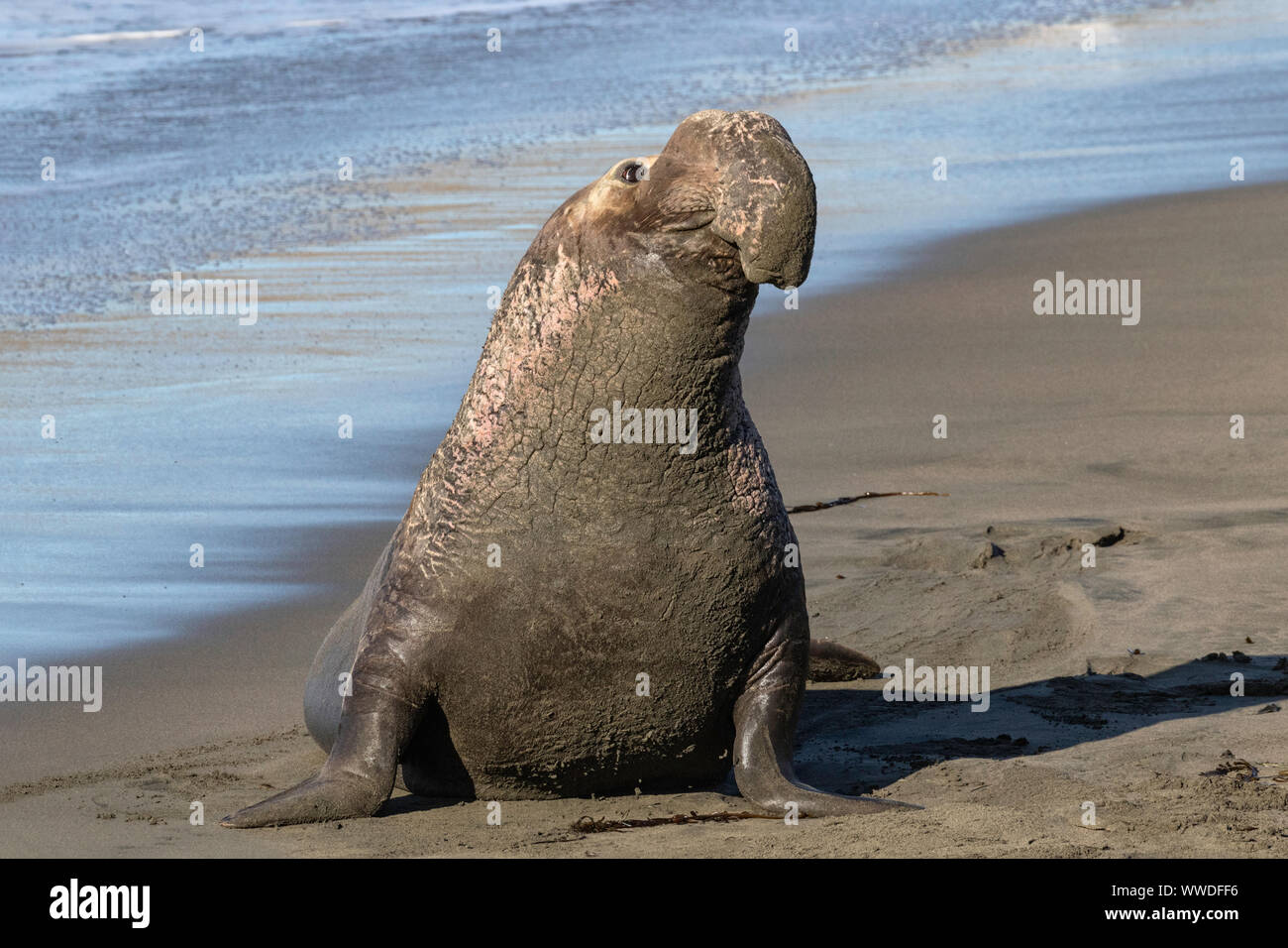Northern Elephant Seal adult bull seal Stock Photo - Alamy
