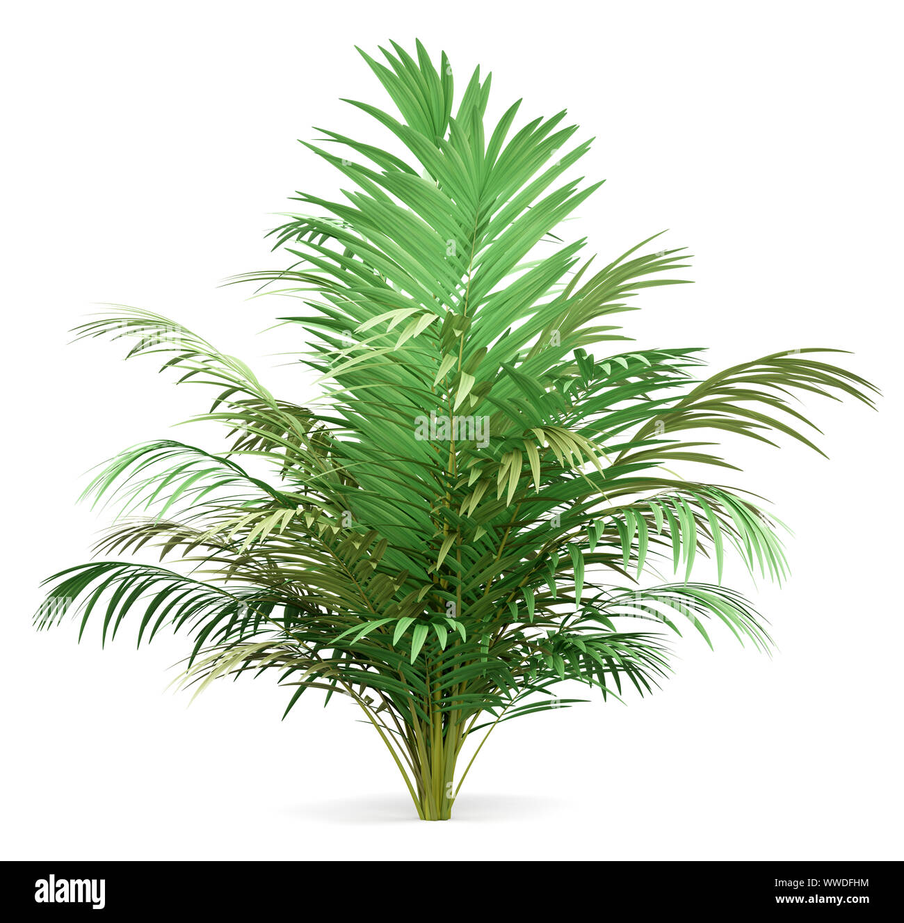 golden cane palm tree isolated on white background. 3d illustration ...