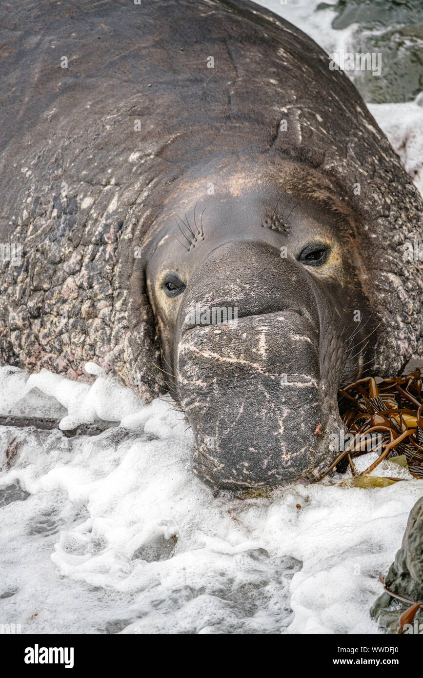 Northern Elephant Seal Stock Photo - Alamy