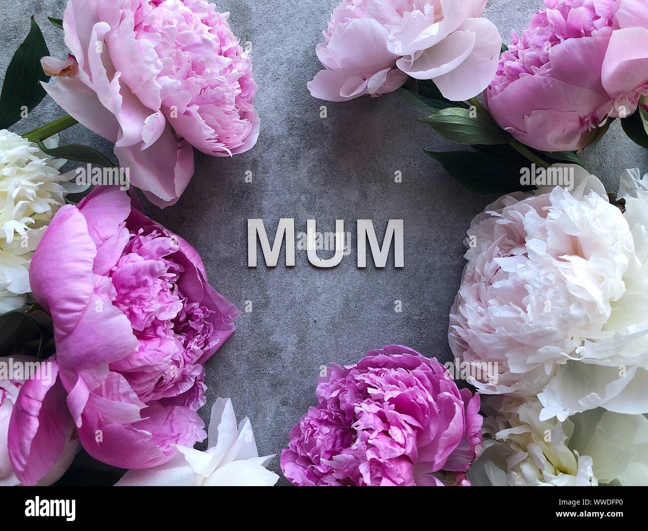Peonies on a grey background around the word Mum Stock Photo - Alamy