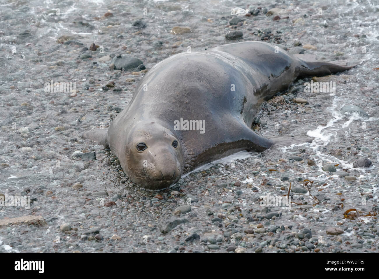 Juvenile male seal hi-res stock photography and images - Alamy