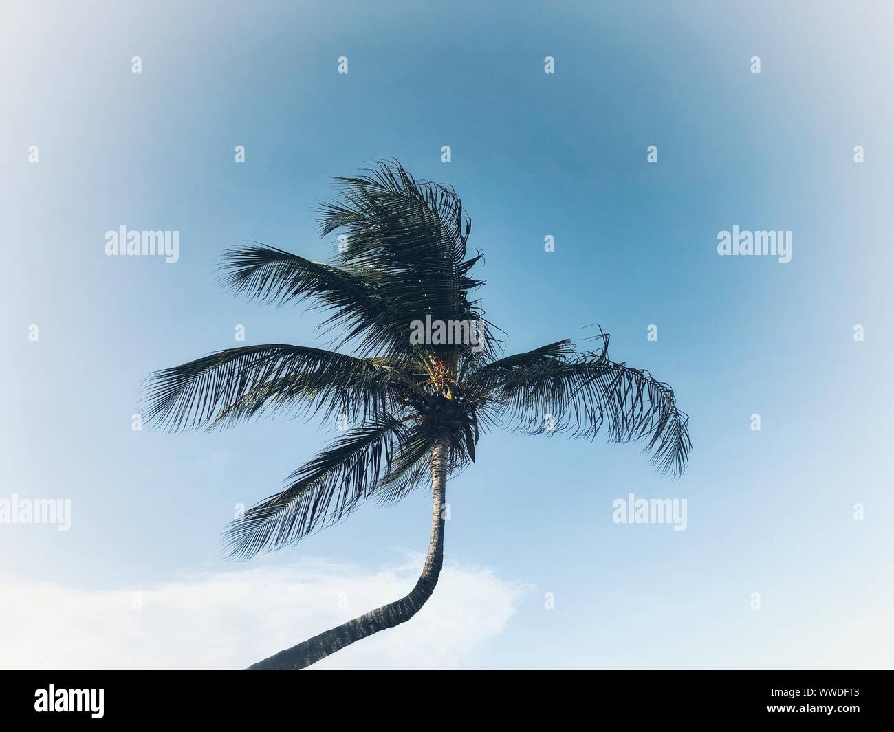 Leaning Palm tree, Tulum, Quintana Roo, Yucatan Peninsula, Mexico Stock ...