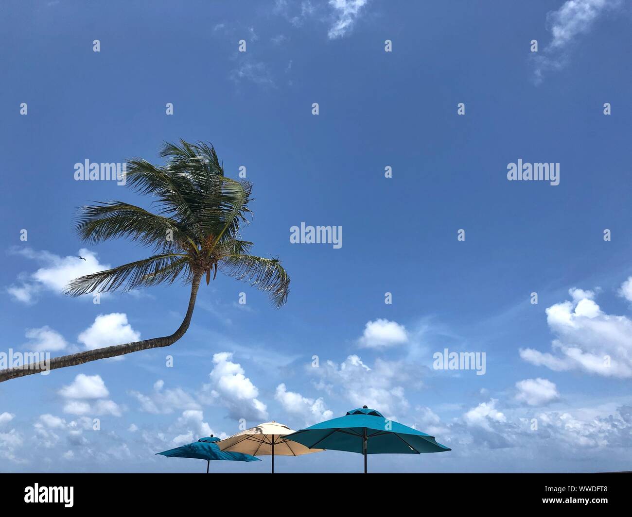 Leaning Palm tree and sun umbrellas the beach, Tulum, Quintana Roo ...