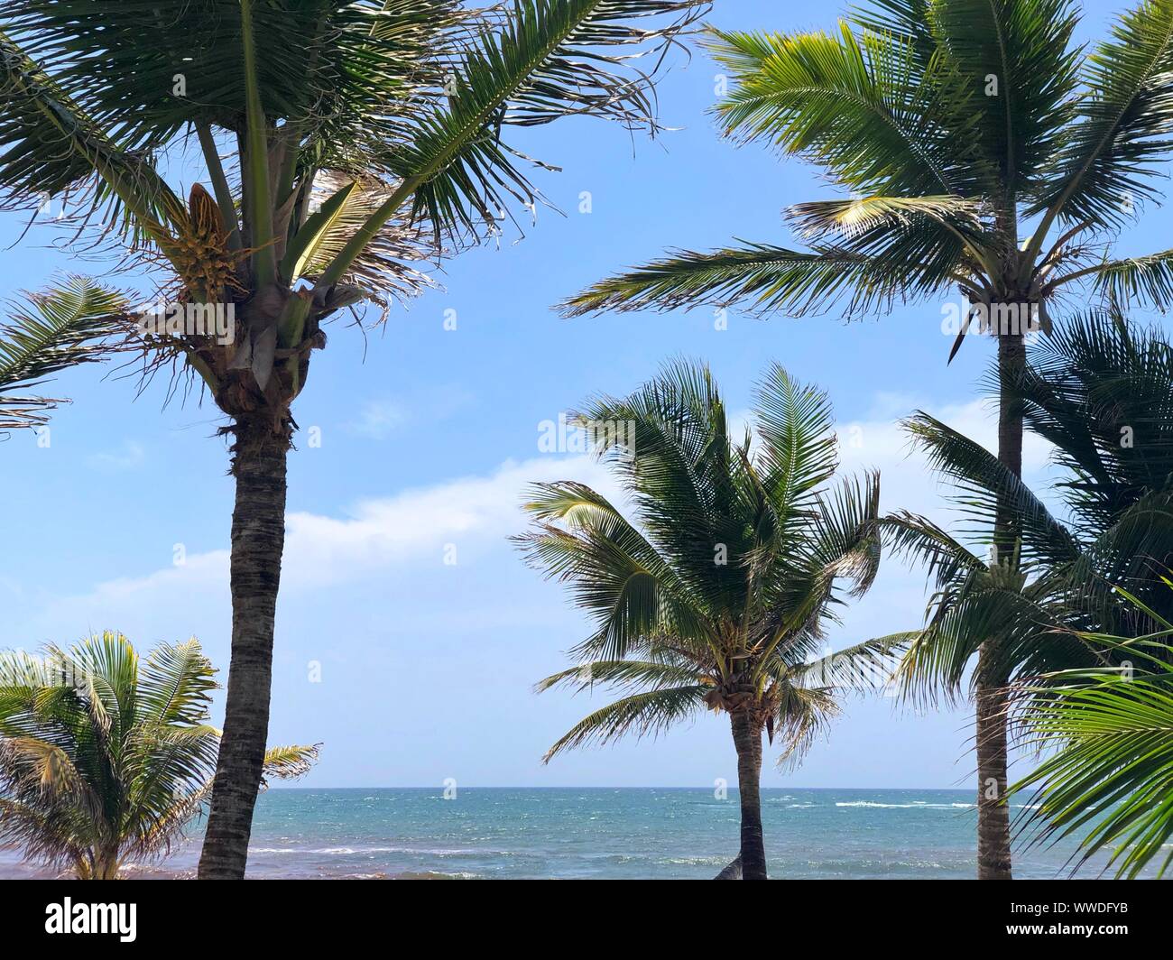 Palm trees on the beach, Tulum, Quintana Roo, Yucatan Peninsula, Mexico ...