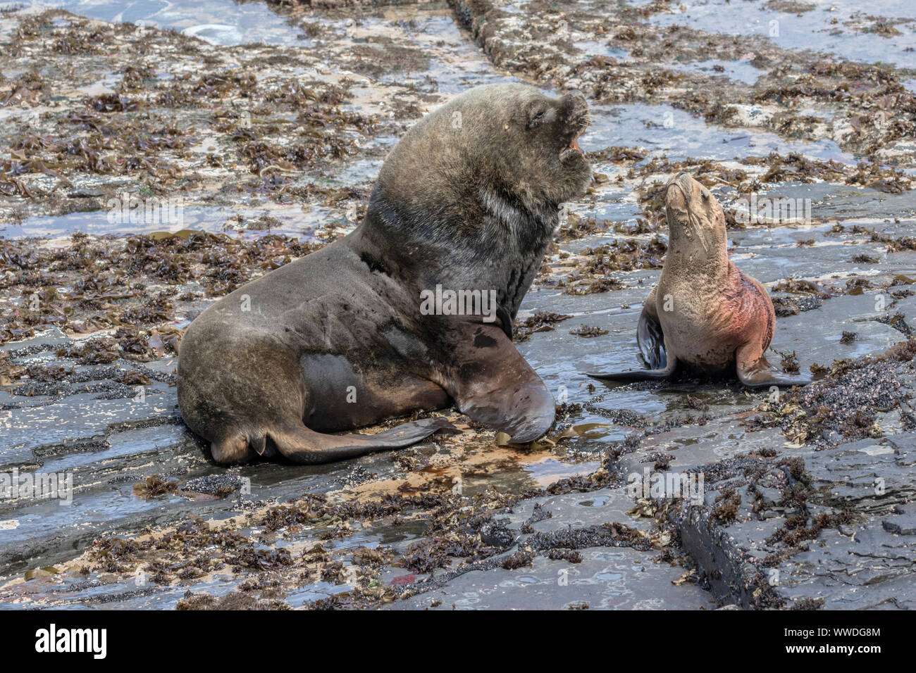 Breeding group southern sea hi-res stock photography and images - Alamy