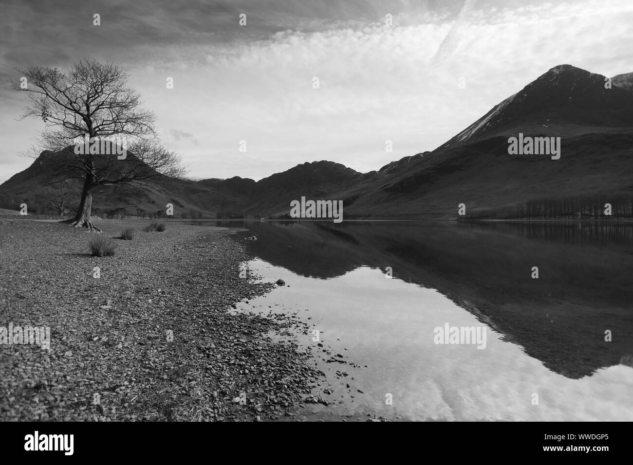 Lone tree buttermere lake district hi-res stock photography and images ...